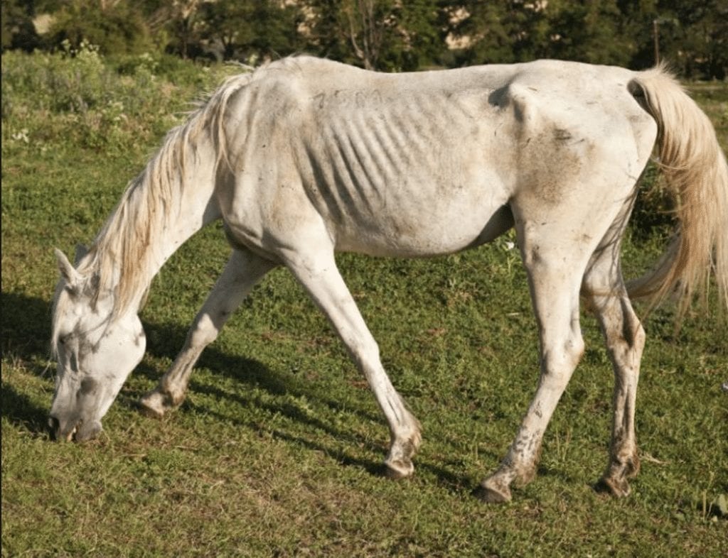 Rehabilitating a Starved Horse · Equis Save Foundation